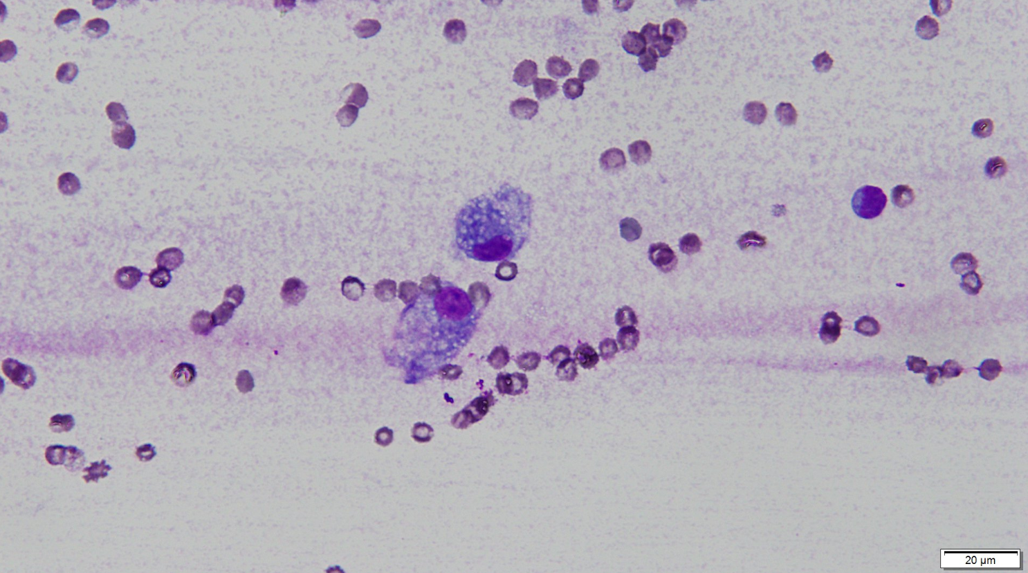 Dog with a swollen left elbow | Test Results | Case Study 26 | The Vet ...