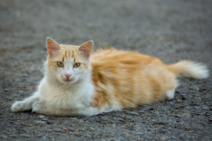 Lethargic cat with pale mucus membranes | About the Case | Case Study ...