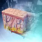 Photosensitivity Reactions - Skin Disorders - Merck Manuals Consumer ...